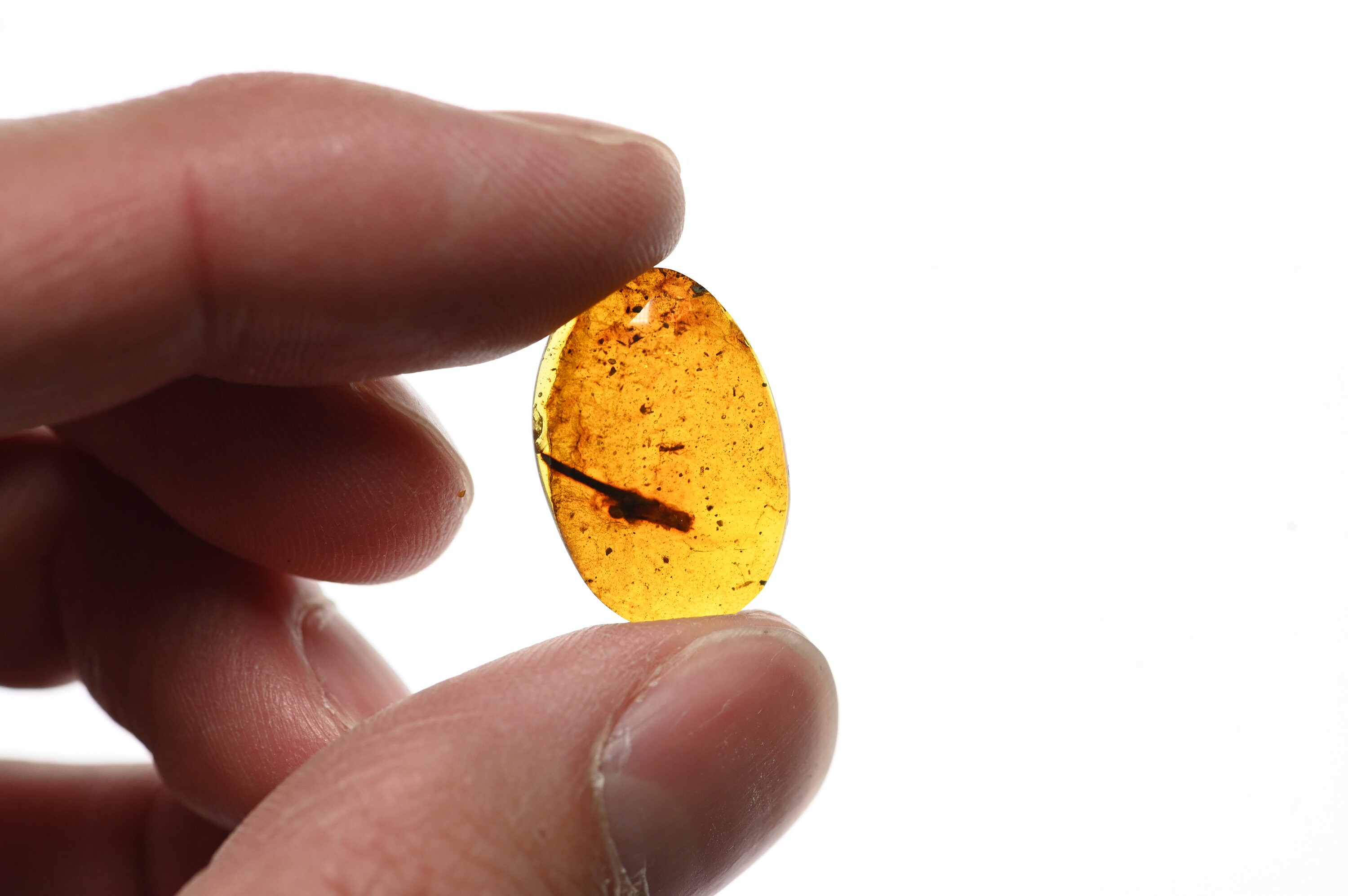 RARE Zoraptera angel Insect Fossil Inclusion in Burmese - Etsy