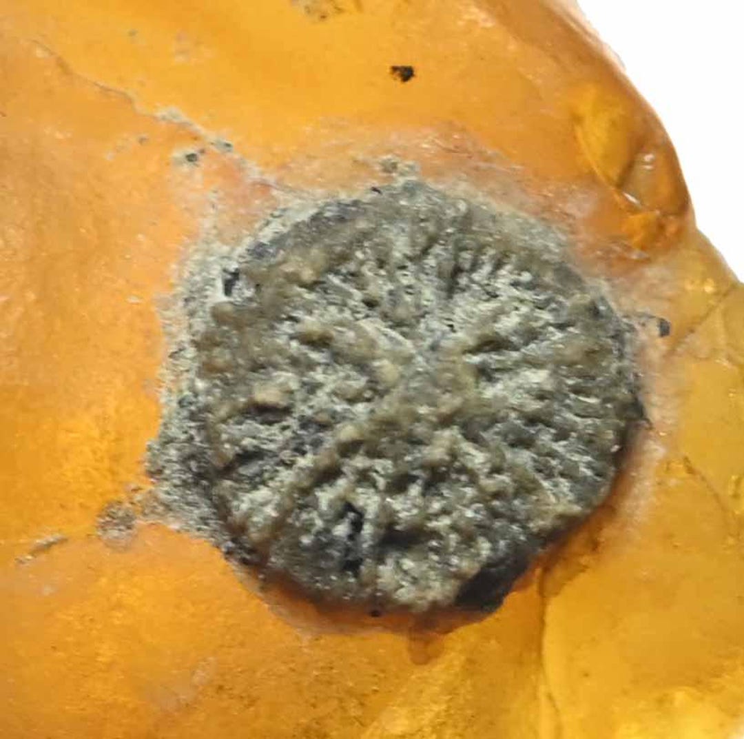 Raw Burmese Amber With Rare Fossil Crinoid - Etsy