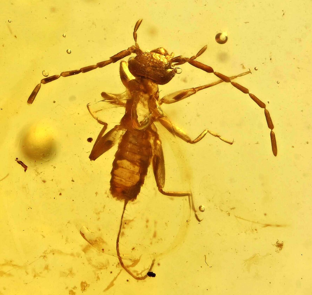 RARE Zoraptera angel Insect Fossil Inclusion in Burmese - Etsy