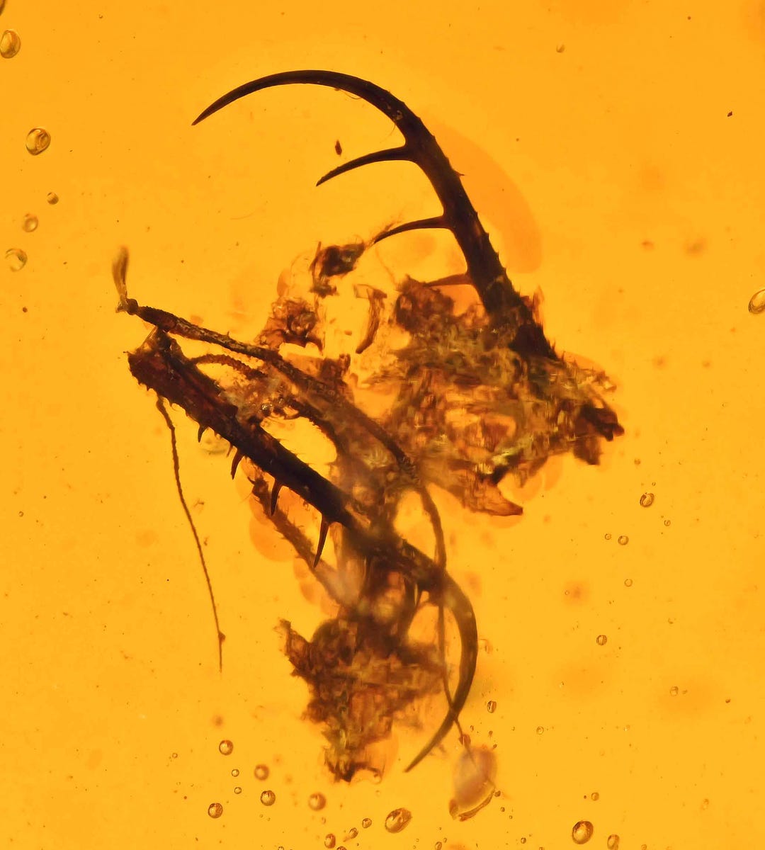 Rare Myrmeleontidae (ant Lion Larva), Fossil Inclusion in Burmese Amber ...