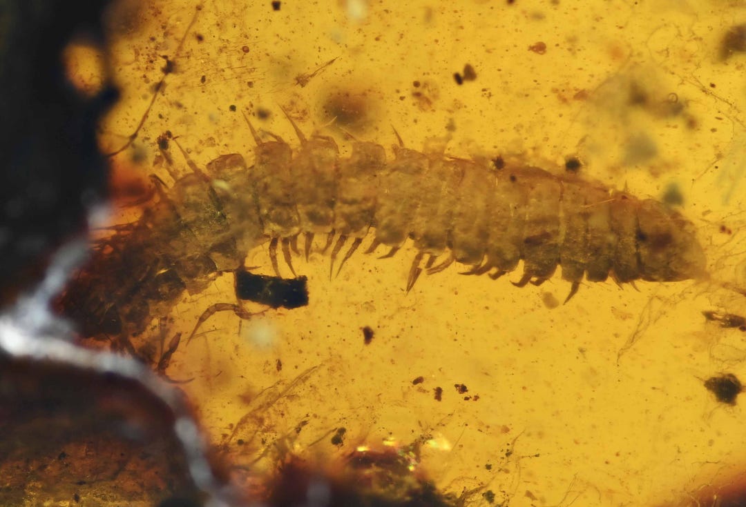 Detailed Diplopoda (millipede), Fossil Inclusion in Burmese Amber - Etsy