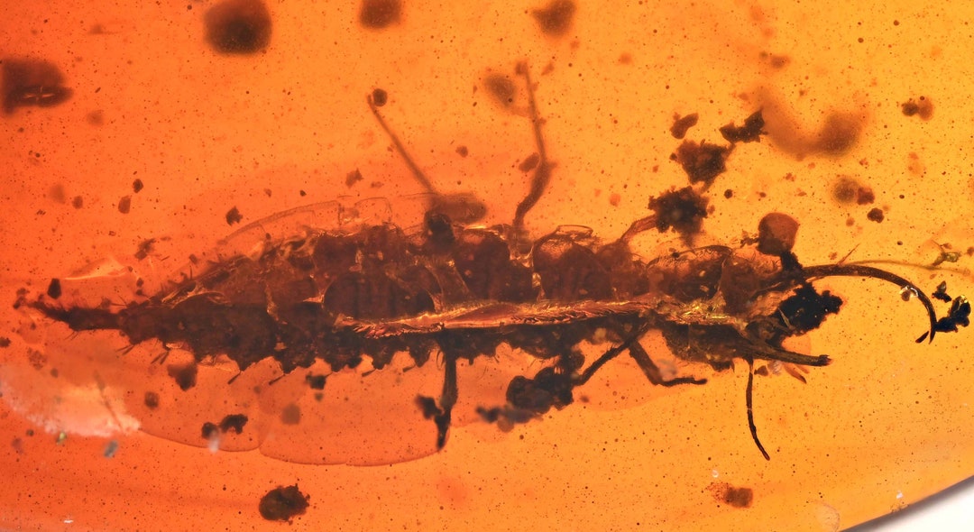 Rare Neuroptera lacewing Larva, Fossil Inclusion in Burmese Amber - Etsy