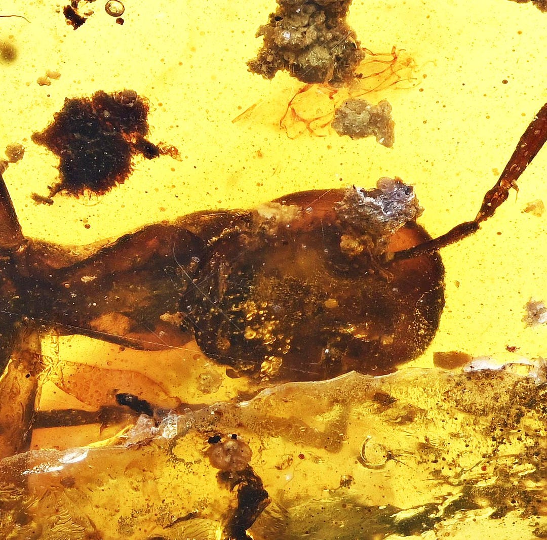 Extinct Sphecomyrma Ant, Fossil Inclusion in Burmese Amber - Etsy