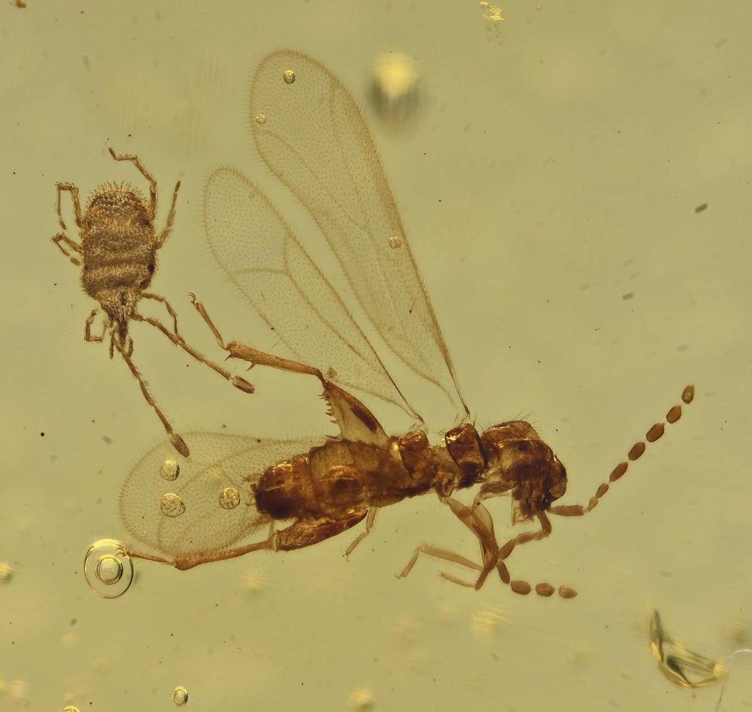 RARE Zoraptera (angel Insect), Fossil Insect Inclusion in Burmese Amber ...