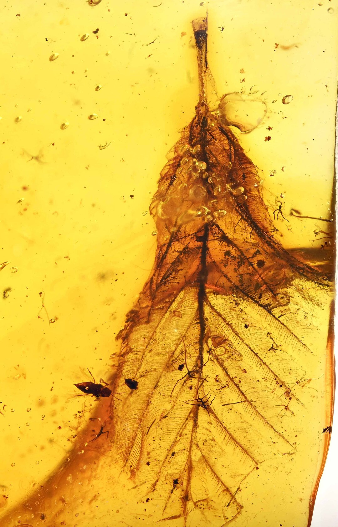 Rare Aves Bird Feather Fossil Inclusion in Burmese Amber - Etsy