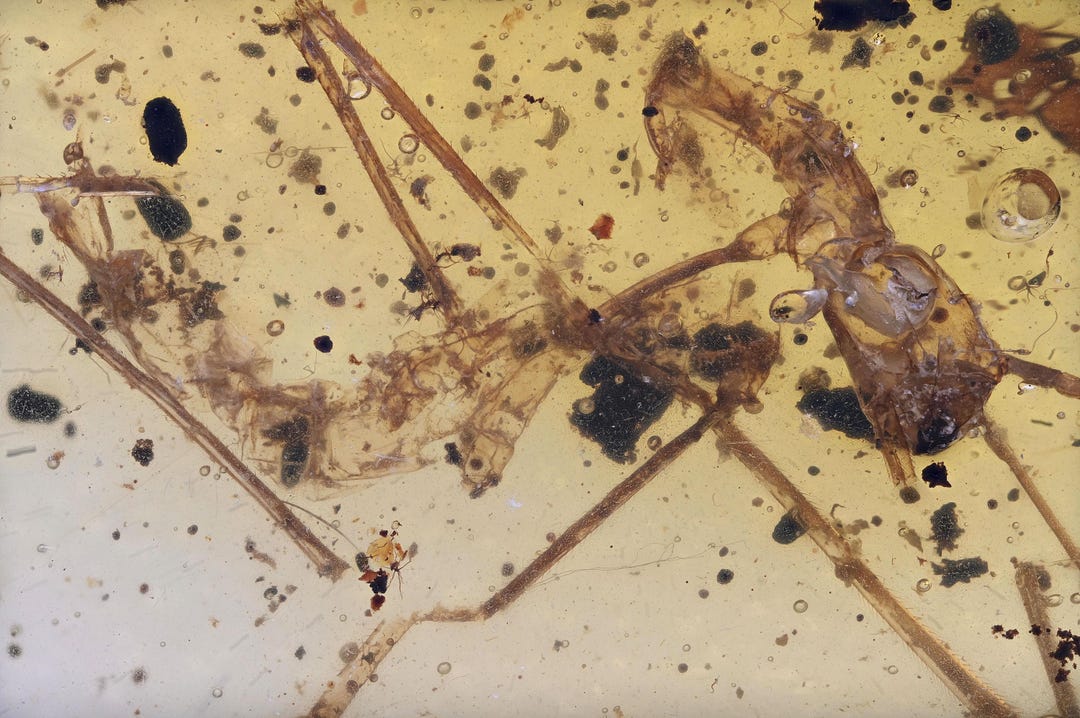 Scarce Phasmatodea (walking Stick), Fossil Insect Inclusion in Burmese ...