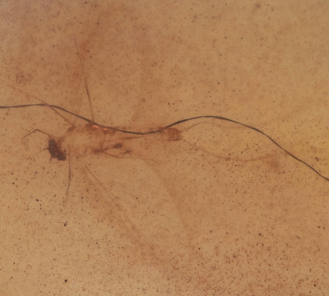 Ephemeroptera (mayfly), Fossil Insect Inclusion in Burmese Amber - Etsy