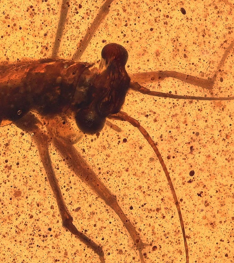 Rare Juvenile Mantodea (praying Mantis), Fossil Inclusion in Burmese ...