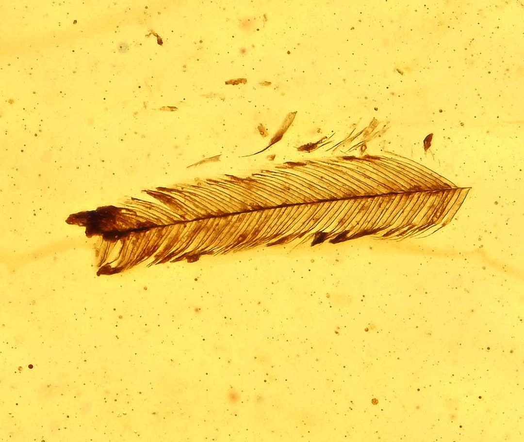 Rare Detailed Aves Bird Feather, Fossil Inclusion in Burmese Amber - Etsy