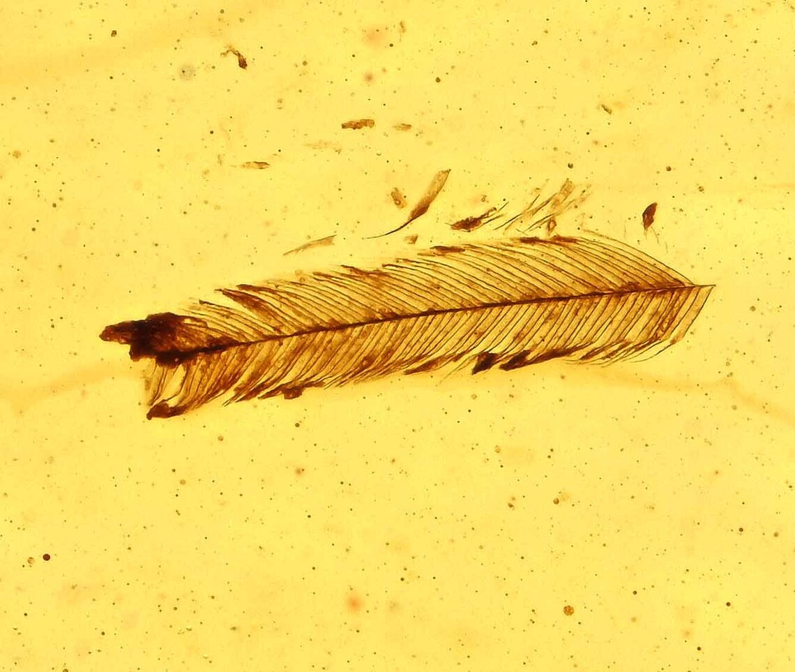 Rare Detailed Aves Bird Feather, Fossil Inclusion in Burmese Amber - Etsy