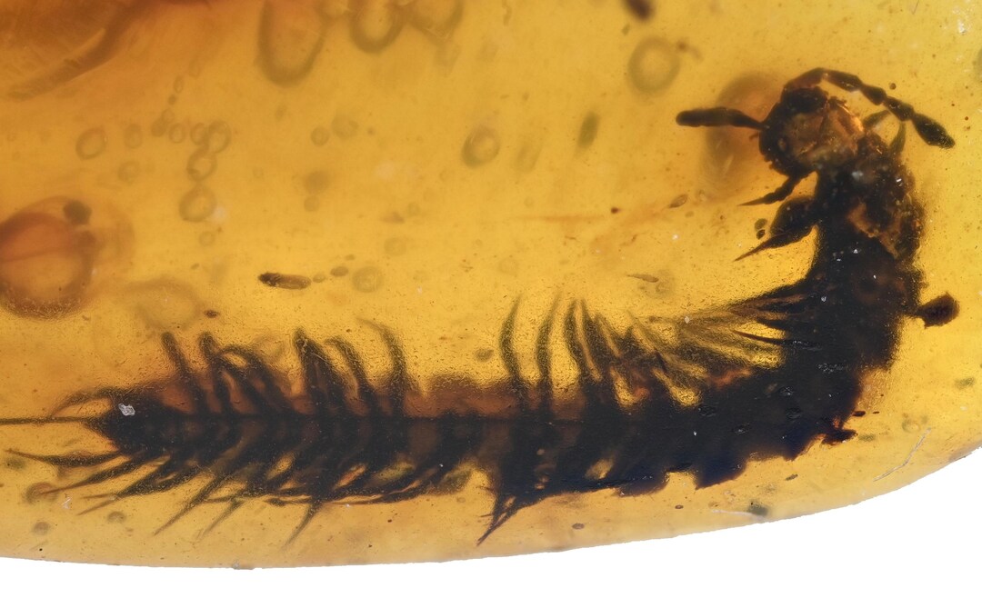 Diplopoda (millipede), Fossil Insect Inclusion in Burmese Amber - Etsy