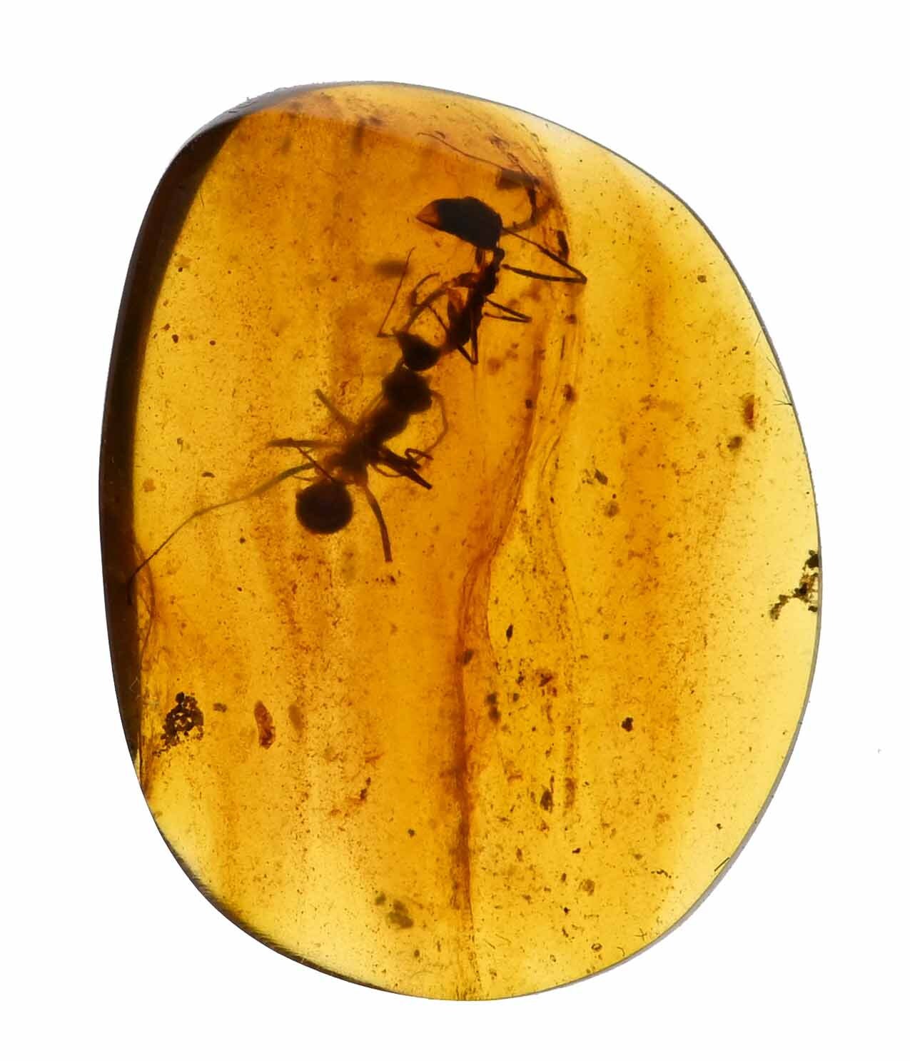 Ants Helping Each Other Out of Resin, Inclusion in Burmese Amber - Etsy
