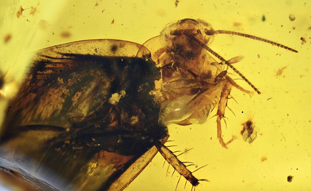 Large Partial Blattodea cockroach Fossil Inclusion in - Etsy