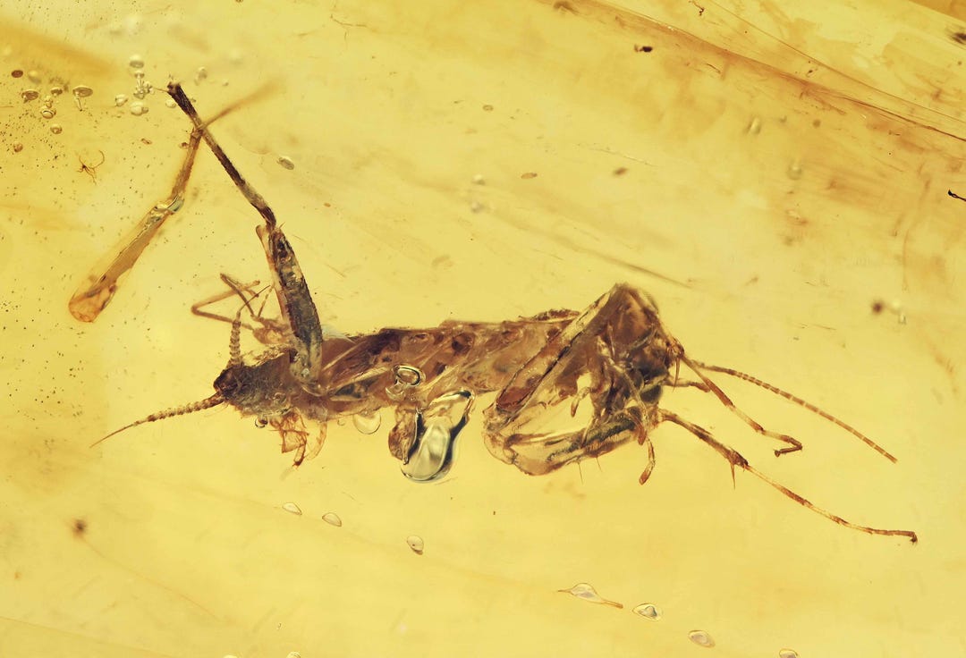 Rare Mantodea (praying Mantis), Fossil Inclusion in Burmese Amber - Etsy