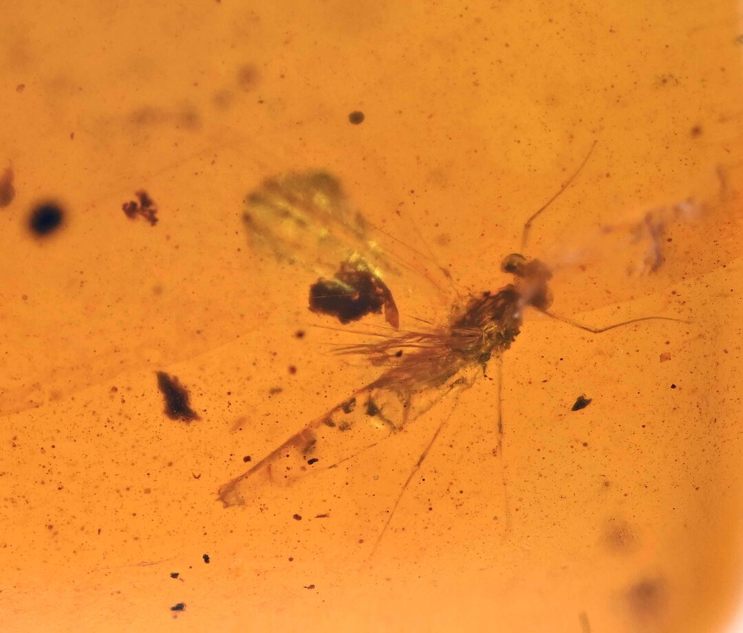 Scarce Ephemeroptera (mayfly), Fossil Inclusion in Burmese Amber - Etsy
