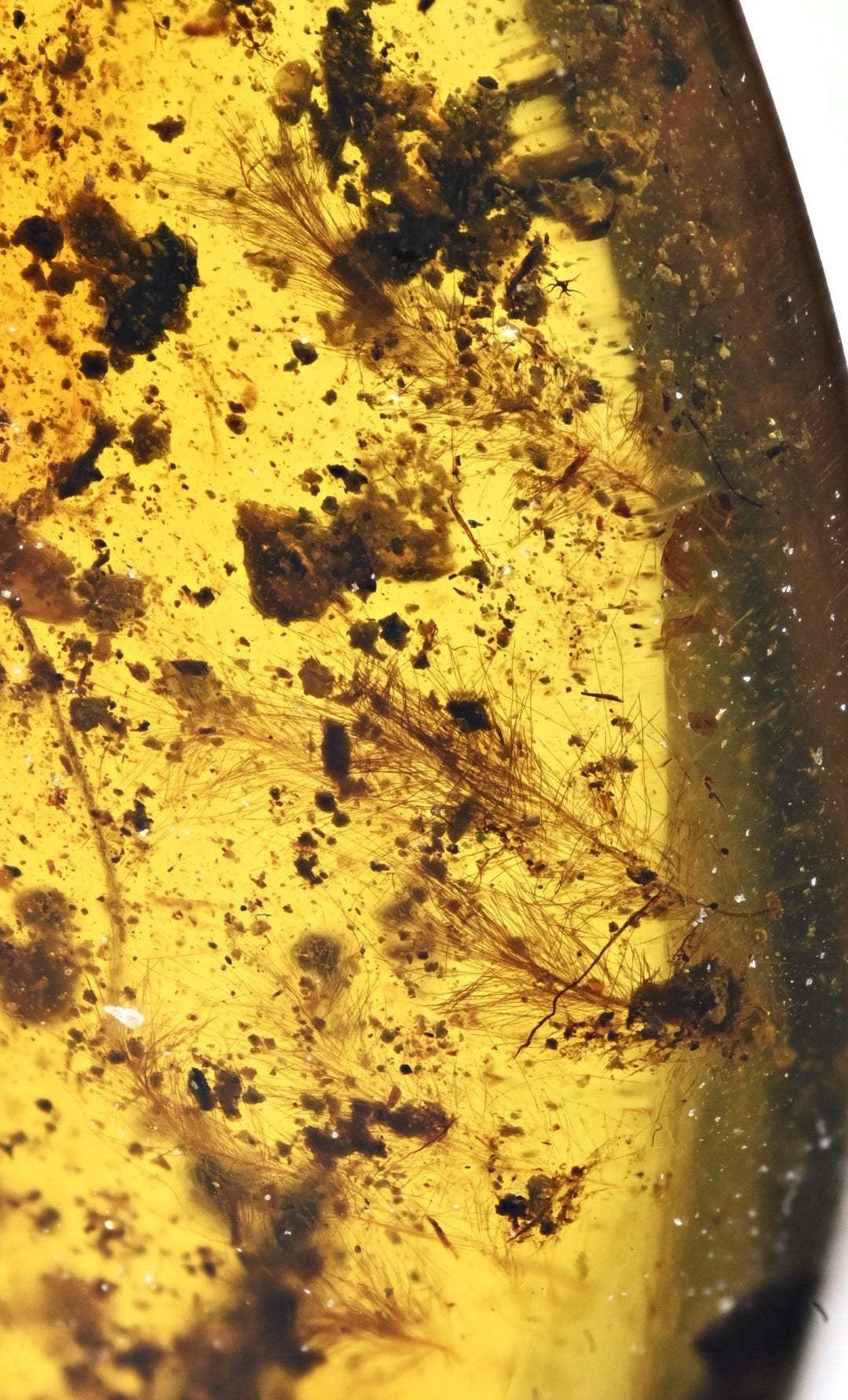 Rare Bird Feathers, Aves, Fossil Inclusion in Burmese Amber - Etsy