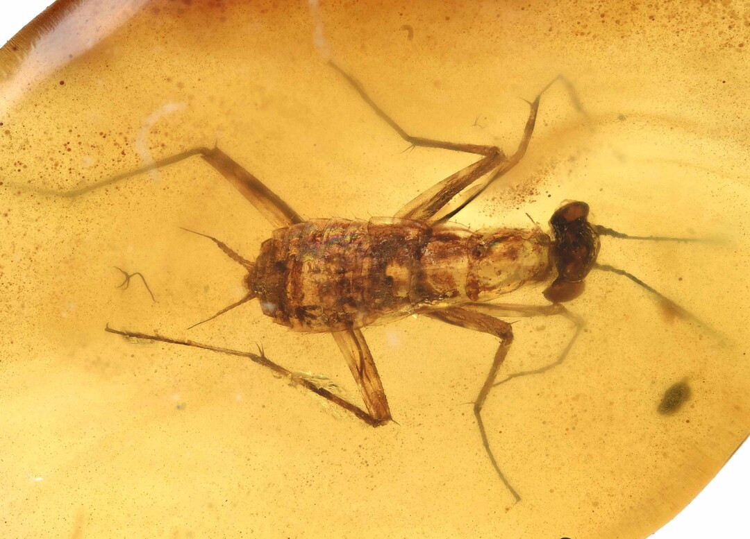 Rare Juvenile Mantodea (praying Mantis), Fossil Inclusion in Burmese ...