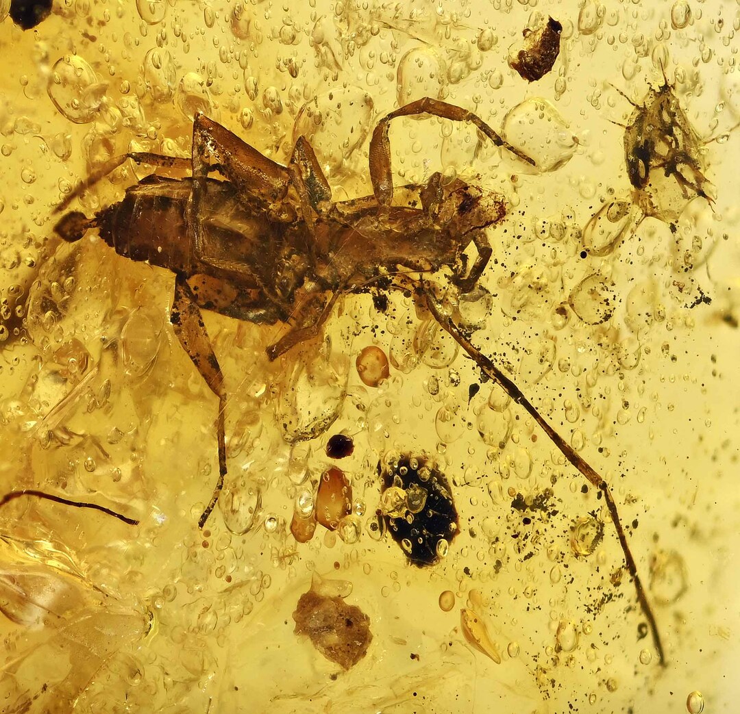 Schizomida (short-tailed Whip Scorpion), Fossil Inclusion in Burmese ...