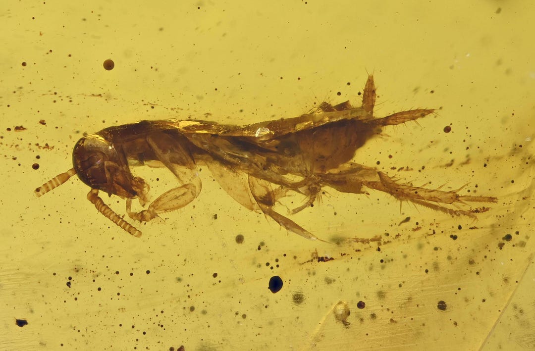 Detailed Blattodea cockroach, Fossil Insect Inclusion in Burmese Amber ...
