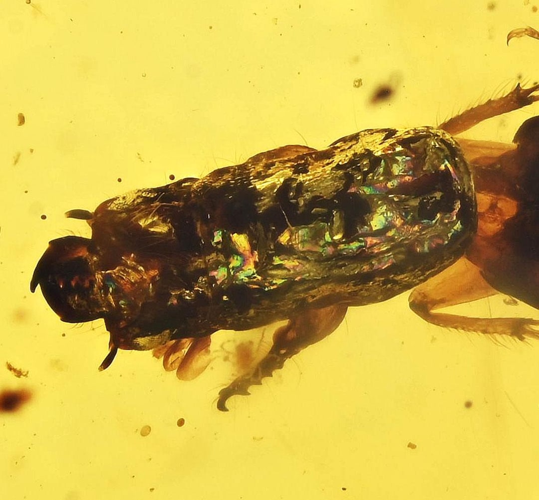 Passalopalpidae (scarab Beetle), Fossil Inclusion in Burmese Amber - Etsy