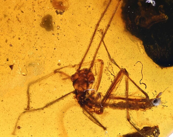 Scarce Phasmatodea (walking Stick), Fossil Inclusion in Burmese Amber ...