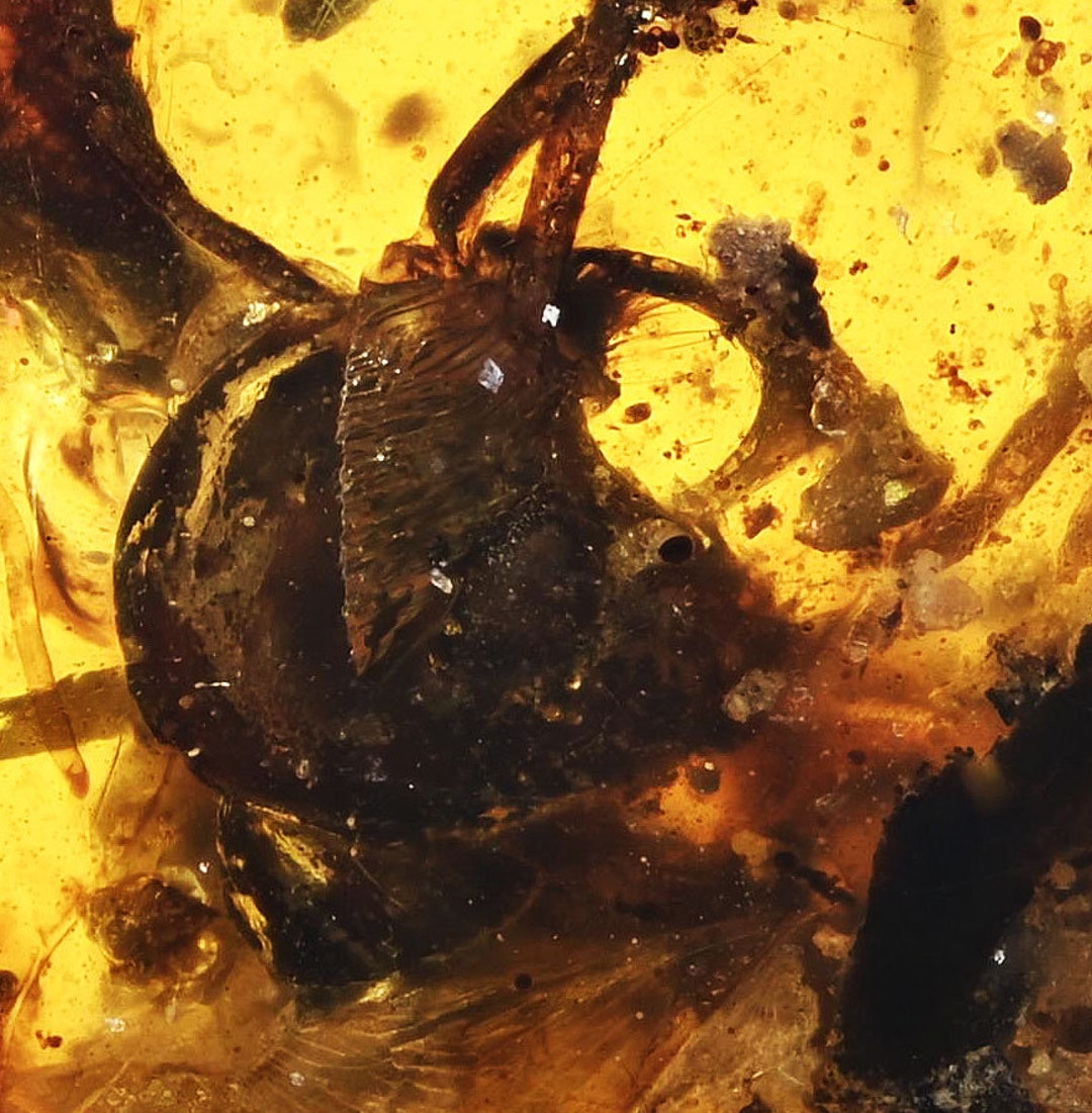 RARE Haidomyrmex (hell Ant), Fossil Inclusion in Burmese Amber - Etsy