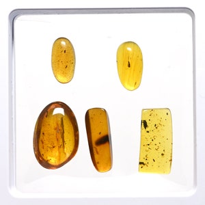 GENUINE Fossil Insect Inclusion in Burmese Amber Kit Includes Magnifier ...