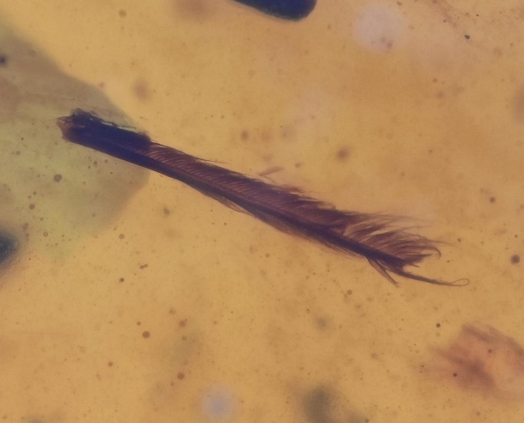 Rare Aves Bird Feather, Fossil Insect Inclusion in Burmese Amber - Etsy ...