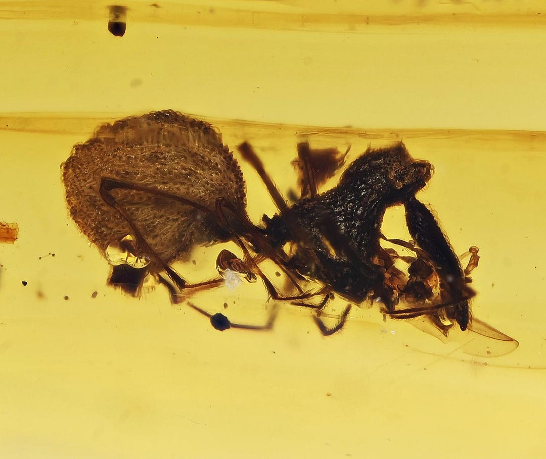 Rare Archaeidae (assassin Spider), Fossil Inclusion in Burmese Amber - Etsy