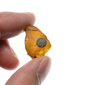 Raw Burmese Amber With Rare Fossil Crinoid - Etsy