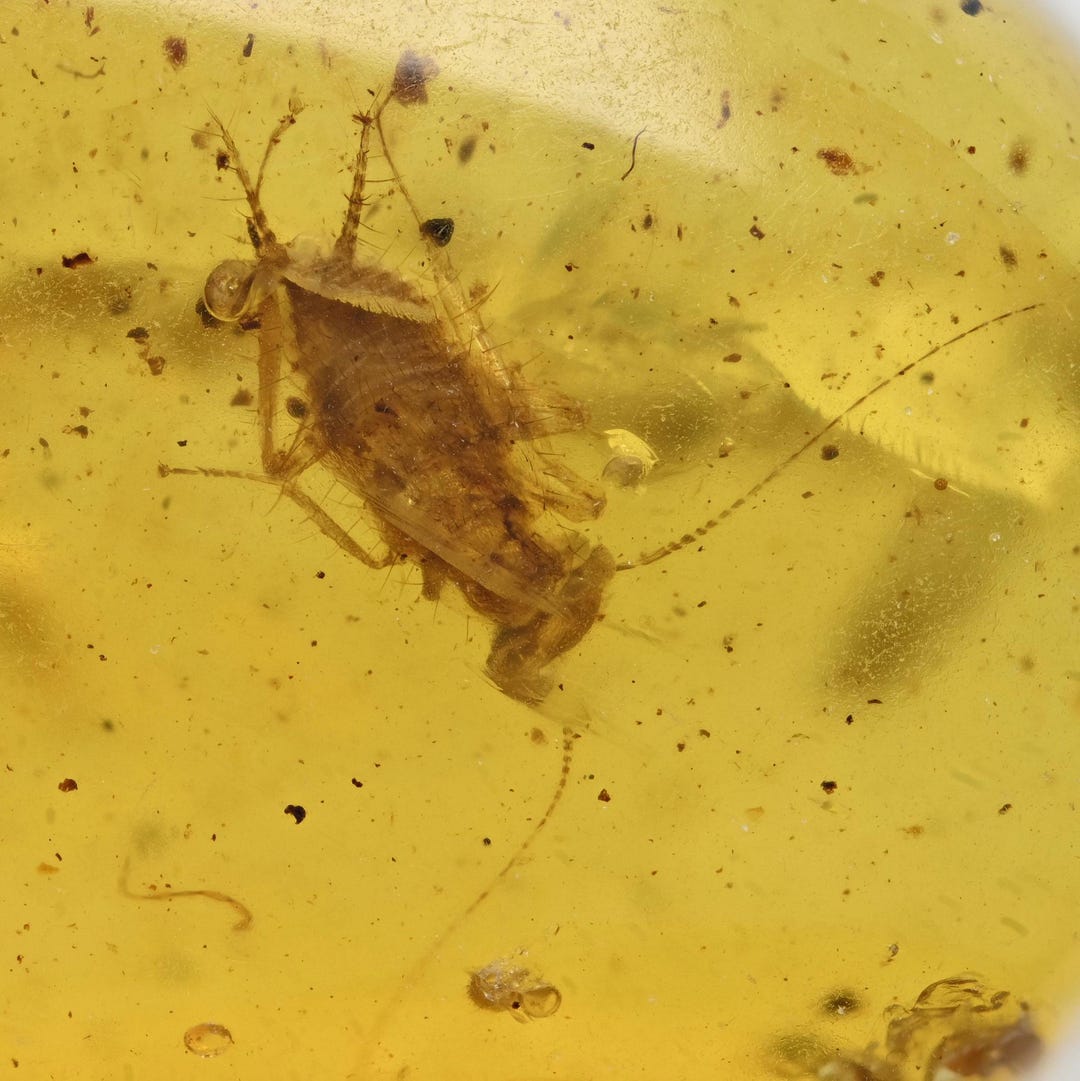 Blattodea (cockroach), Fossil Insect Inclusion in Burmese Amber - Etsy