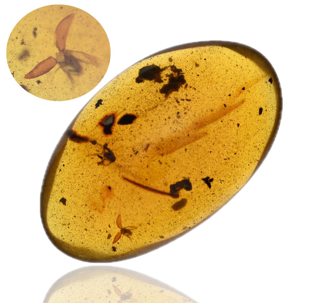 Coleoptera (beetle) With Spread Elytra, Fossil Insect Inclusion in ...