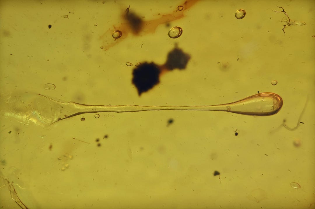 Very Unusual Fossil Rain Drops, Fossil Insect Inclusion in Burmese ...