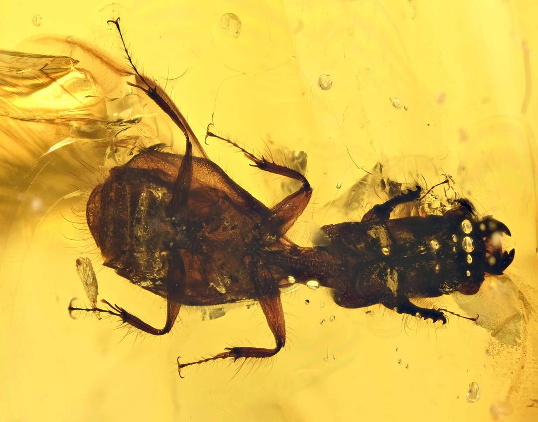 Detailed Passalopalpidae (scarab Beetle), Fossil Inclusion in Burmese ...