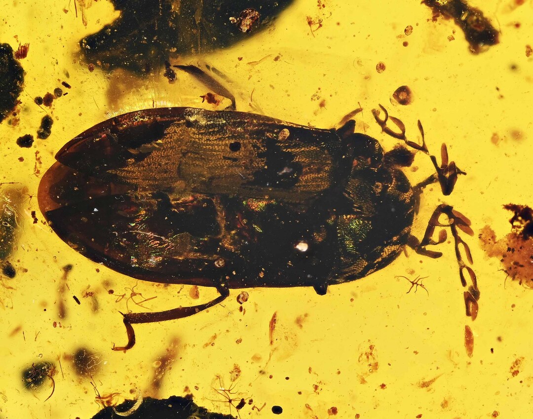 Rare Ptilodactylidae (toe Winged Beetle) Fossil Inclusion in Burmese ...