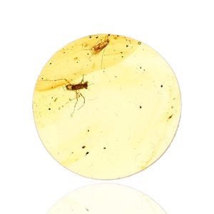 Praying Mantis With Hitchhiking Mites, Fossil Insect Inclusion in ...
