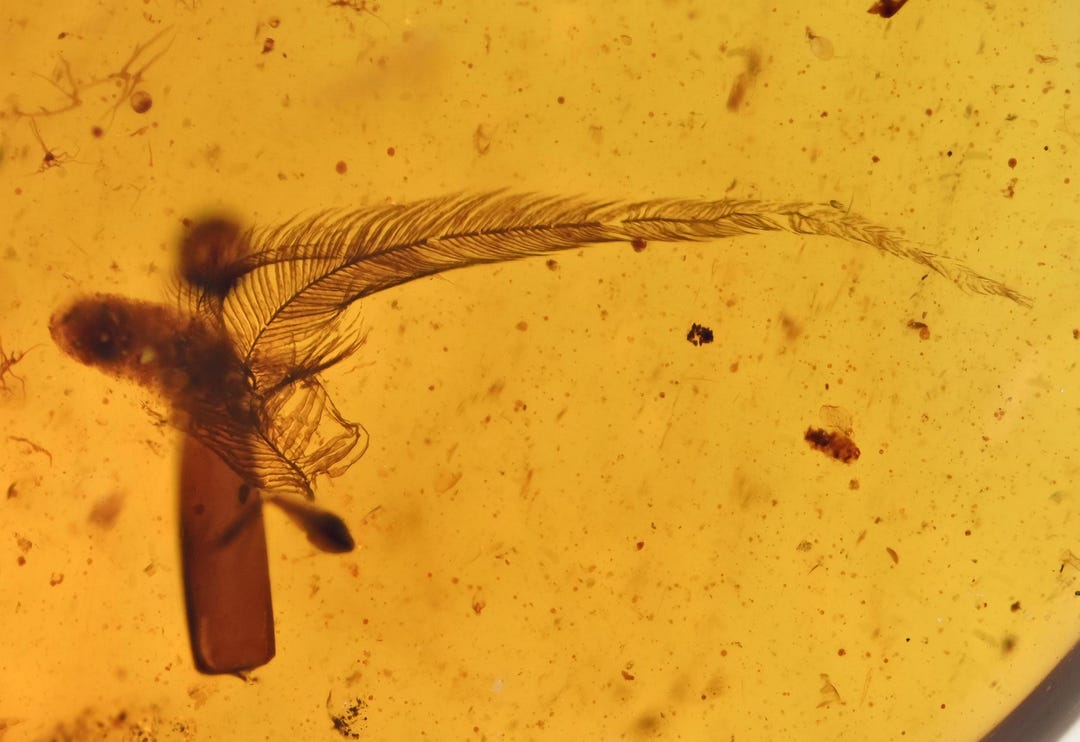 Rare Aves Bird Feather, Fossil Insect Inclusion in Burmese Amber - Etsy