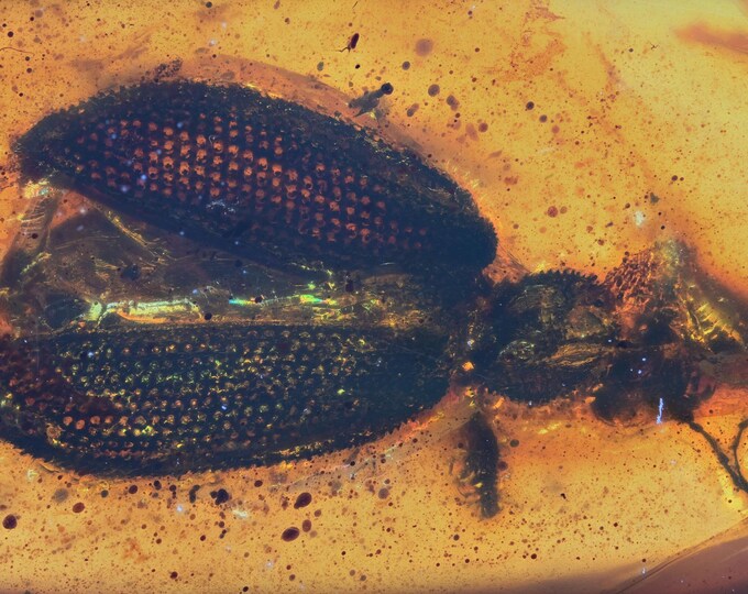 Rare Large Beetle With Spread Elytra, Fossil Insect Inclusion in ...