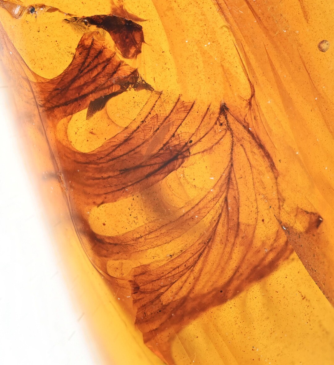 Rare Aves Bird Feather, Fossil Inclusion in Burmese Amber - Etsy