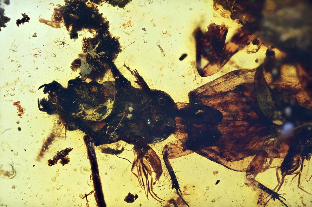 Large Passalopalpidae scarab Beetle Fossil Inclusion in - Etsy