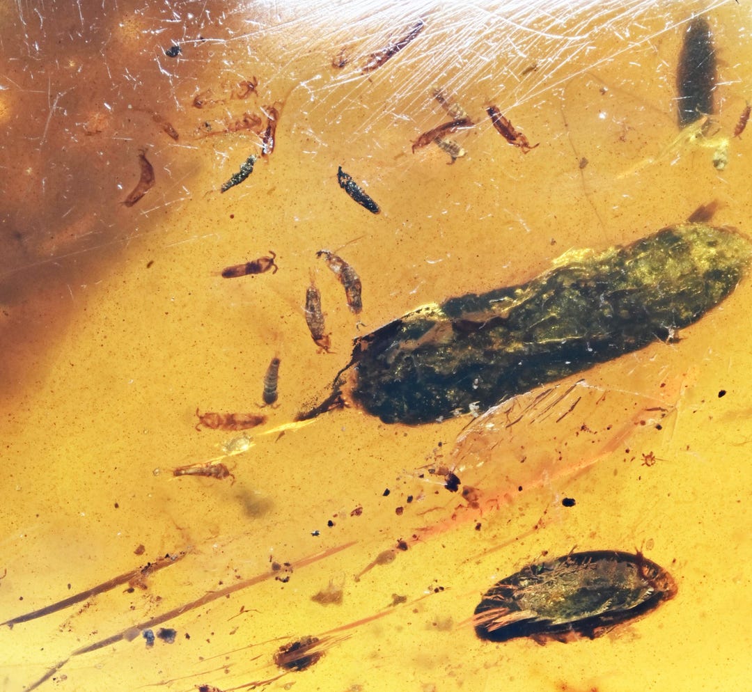 Swarm of Collembola (springtail), Fossil Inclusion in Burmese Amber - Etsy