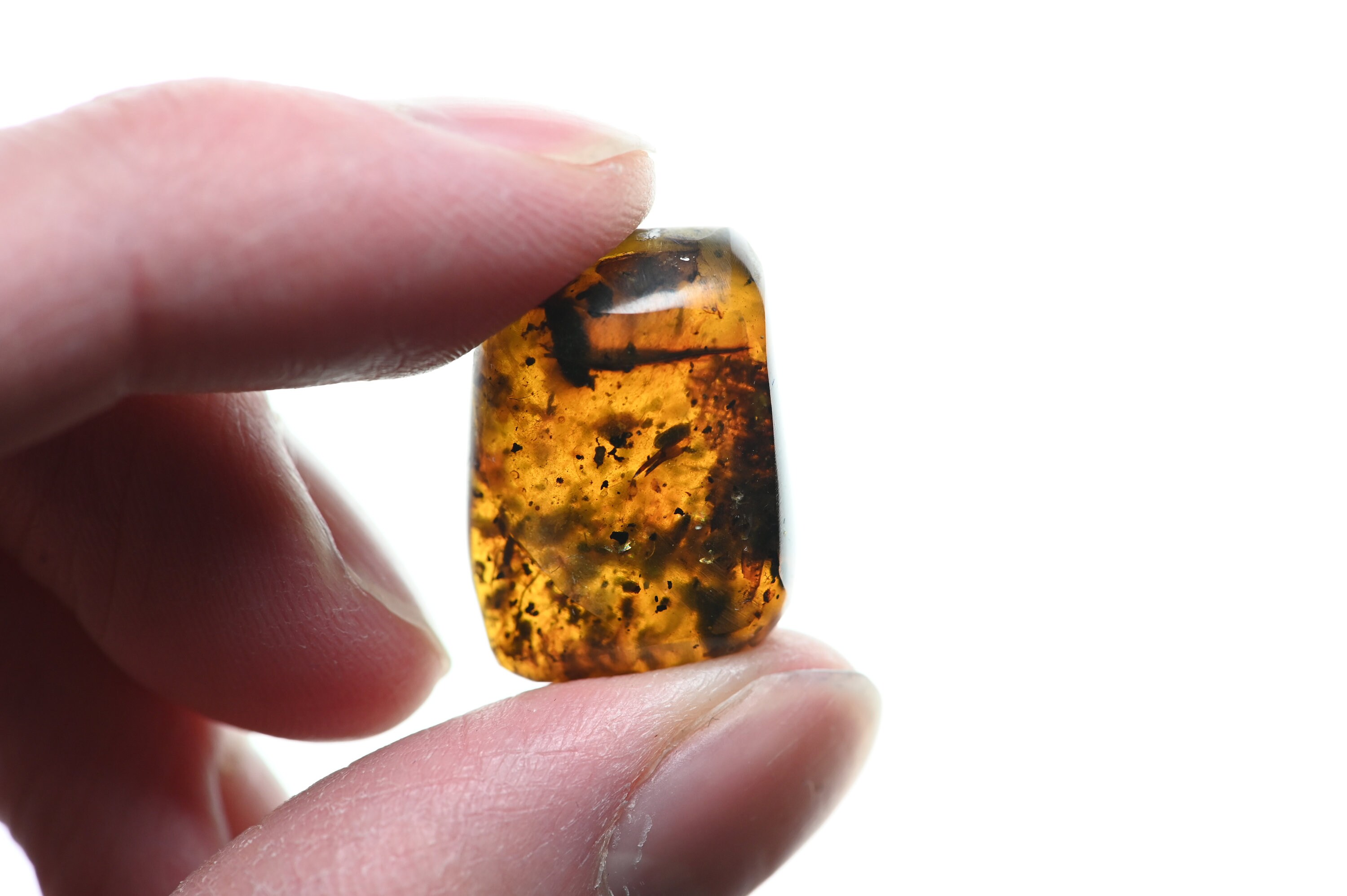 Rare Scorpion Pedipalps Fossil Inclusion in Burmese Amber - Etsy