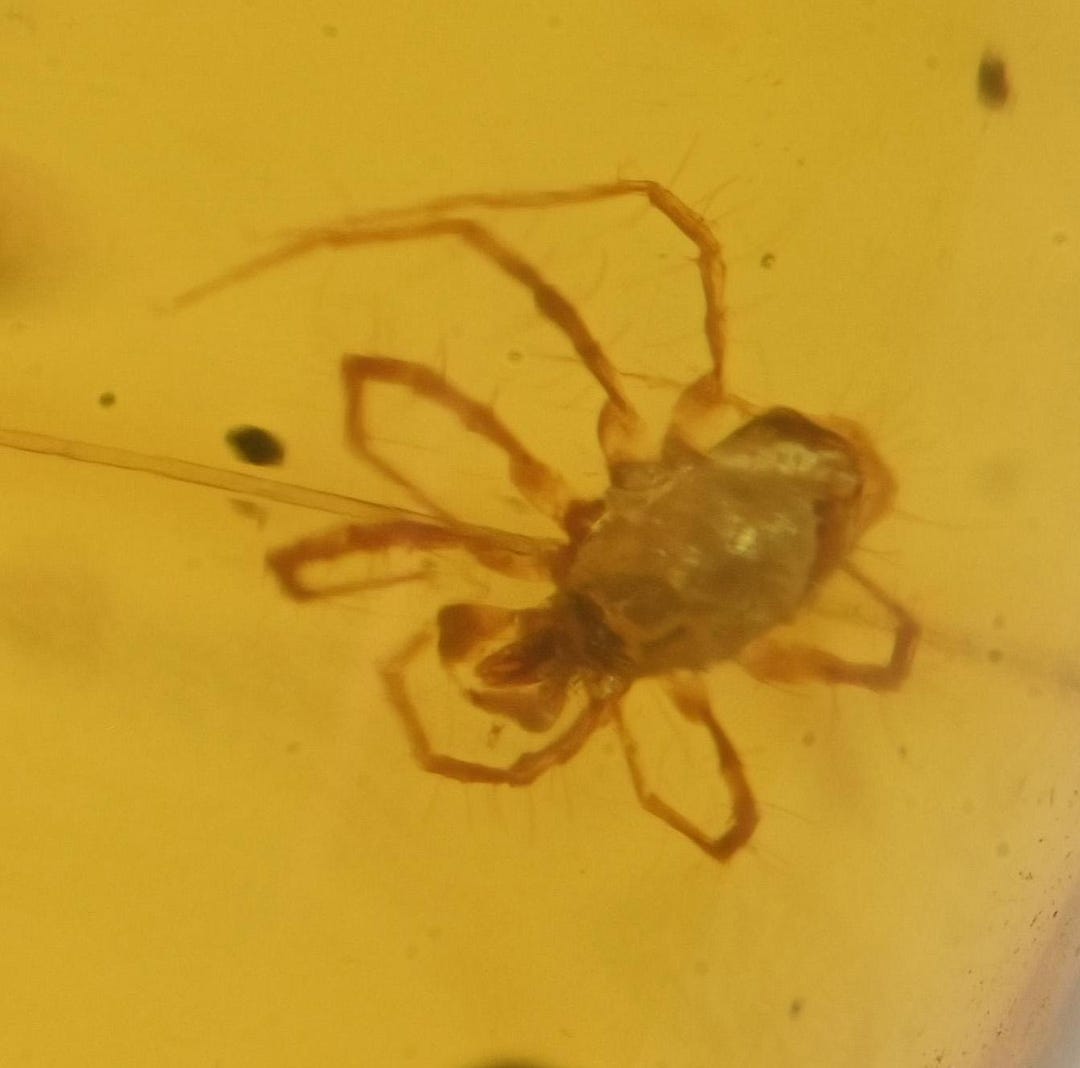 Acari (mite), Fossil Insect Inclusion in Burmese Amber - Etsy