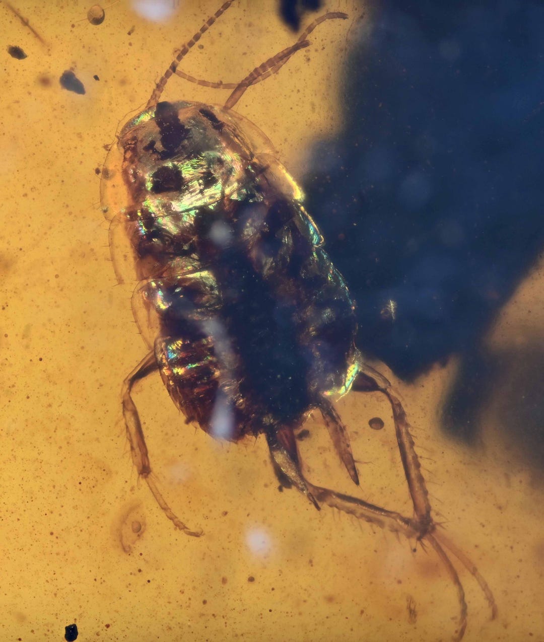 Detailed Blattodea (cockroach), Fossil Inclusion in Burmese Amber - Etsy