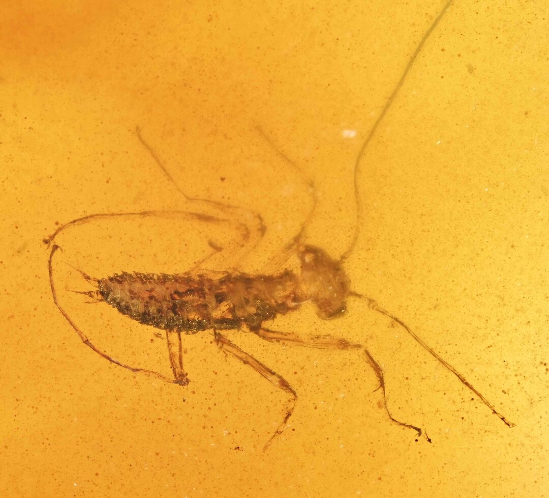 Rare Juvenile Mantodea (praying Mantis), Fossil Inclusion in Burmese ...