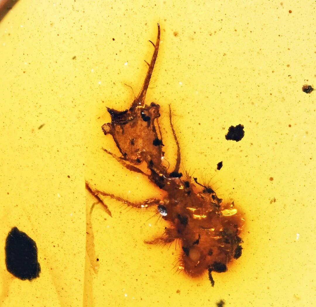 Rare Neuroptera Larva, Fossil Inclusion in Burmese Amber - Etsy