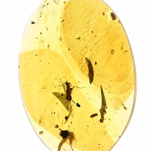Rare Juvenile Mantodea praying Mantis, Fossil Inclusion in Burmese ...