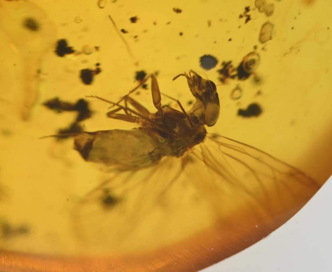 Psocoptera (booklice), Fossil Insect Inclusion in Burmese Amber - Etsy