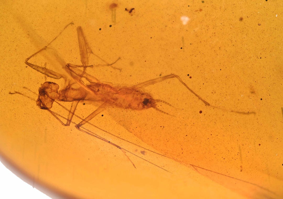 Rare Juvenile Mantodea (praying Mantis), Fossil Inclusion in Burmese ...