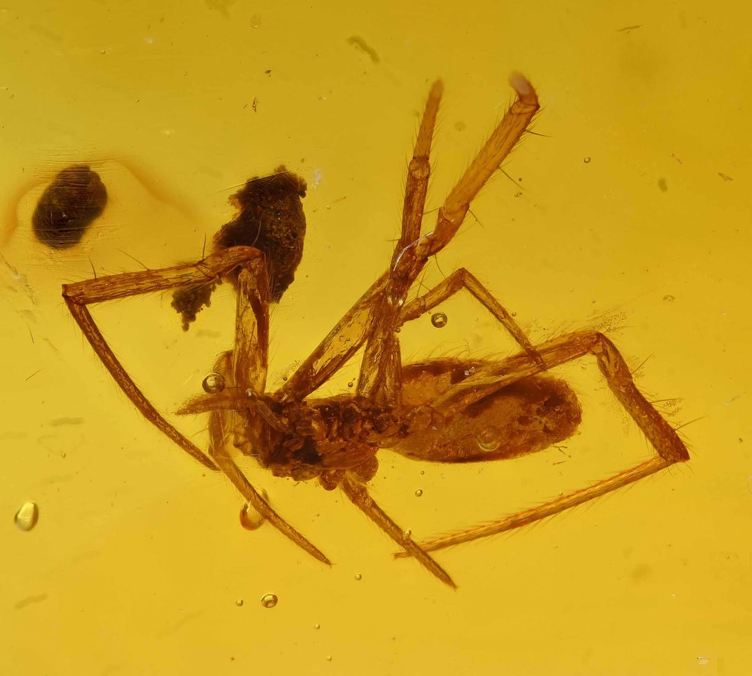 Detailed Araneae: Araneida (spider), Fossil Inclusion in Dominican ...